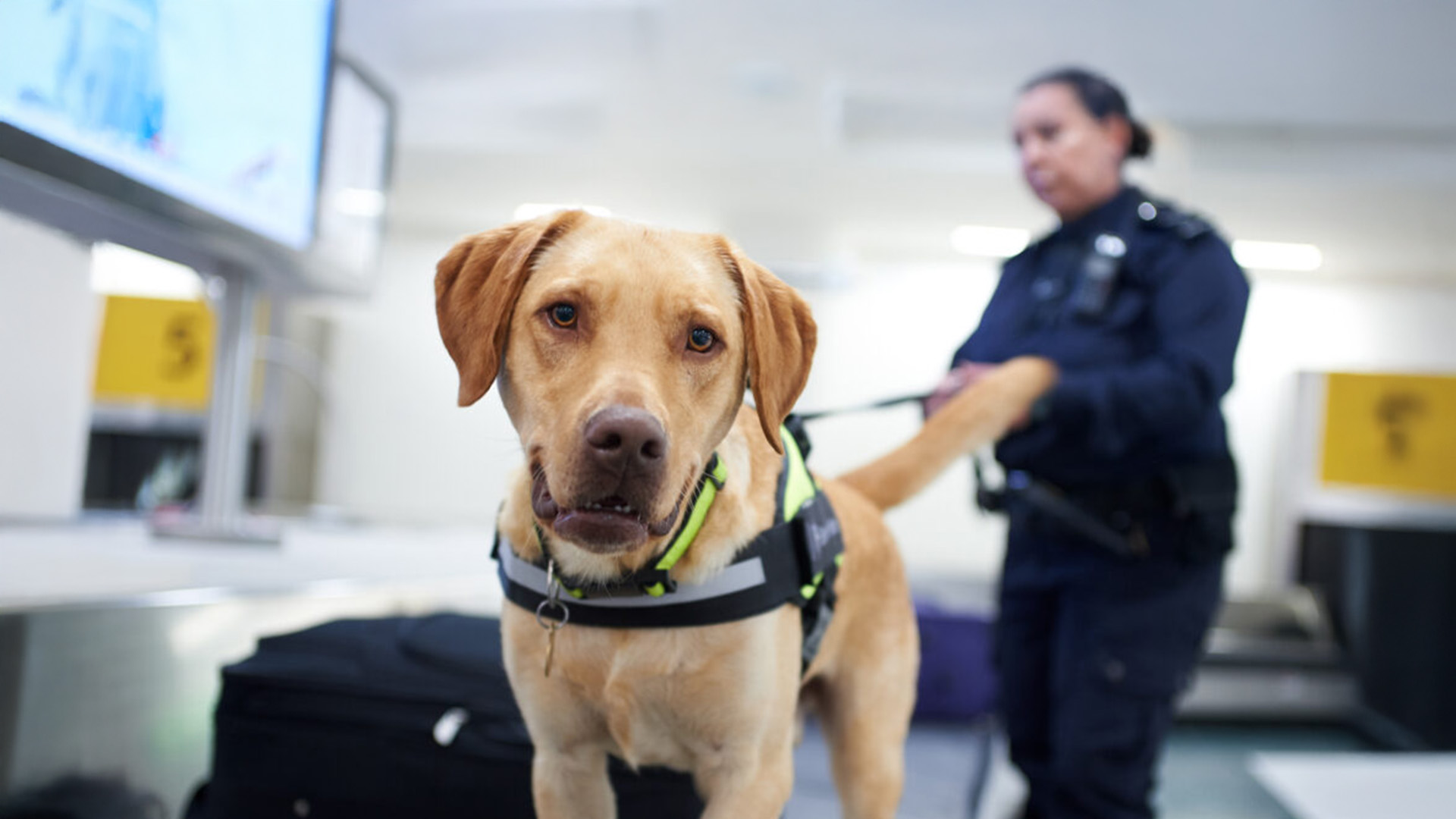 We’re recruiting a Border Force Kennel Manager in Felixstowe - Campaign ...